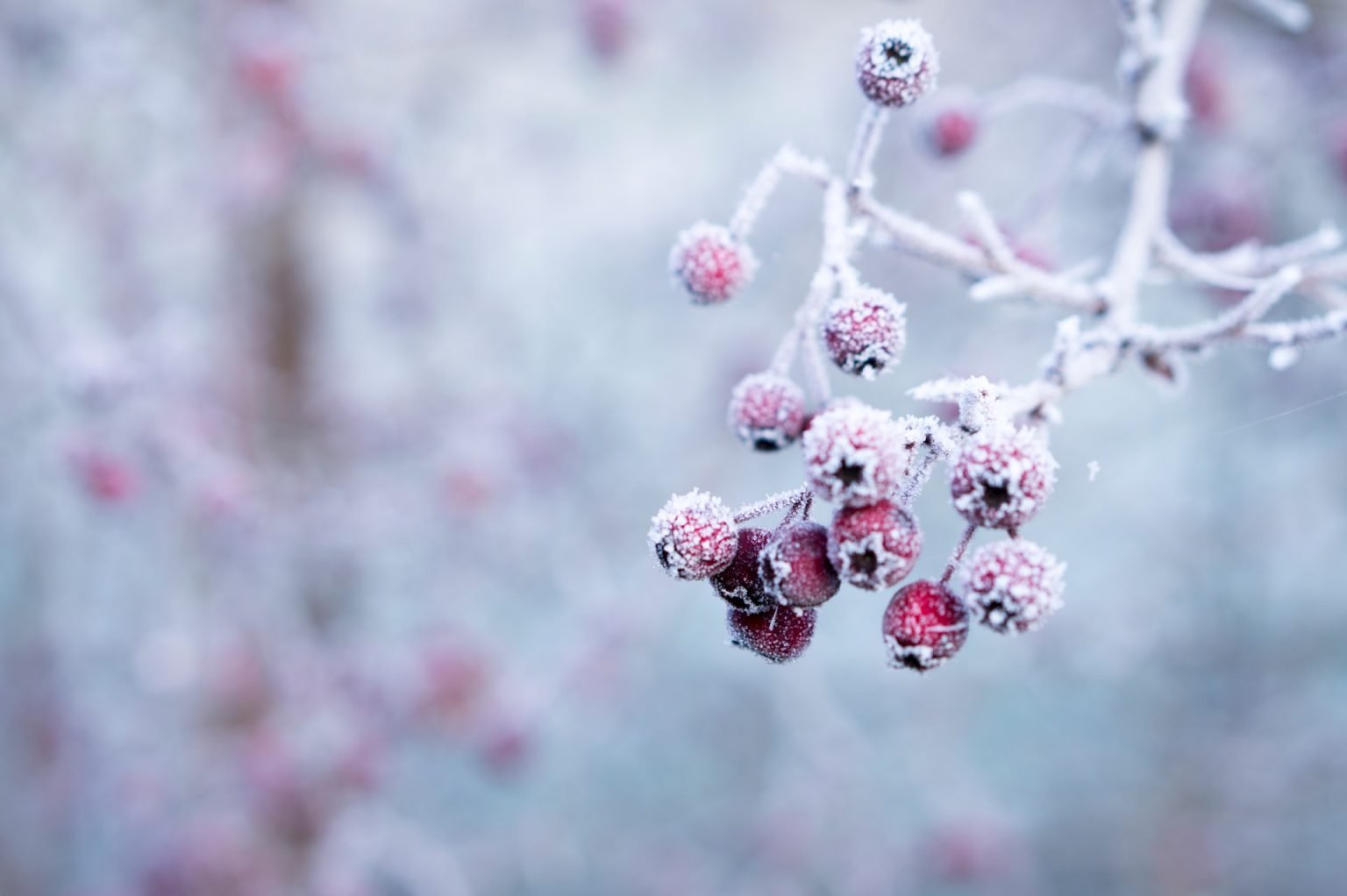 Pflanzen im Winter: Die 6 besten Tipps (+ 19 Winterpflanzen)
