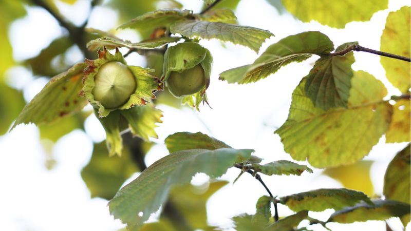 Haselnussbaum pflanzen in 5 einfachen Schritten [Anleitung]