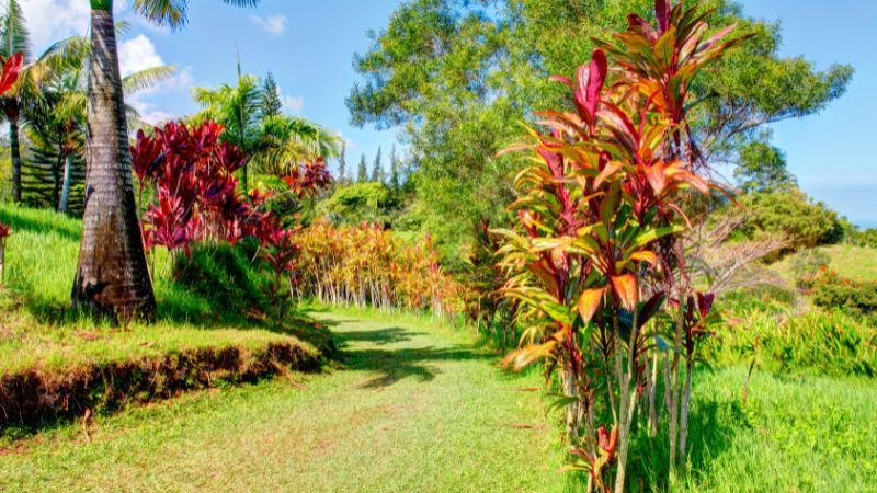 Palme pflanzen in einfachen Schritten [Anleitung]