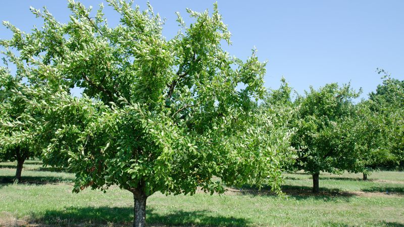 Zwetschgenbaum pflanzen in einfachen Schritten [Anleitung]