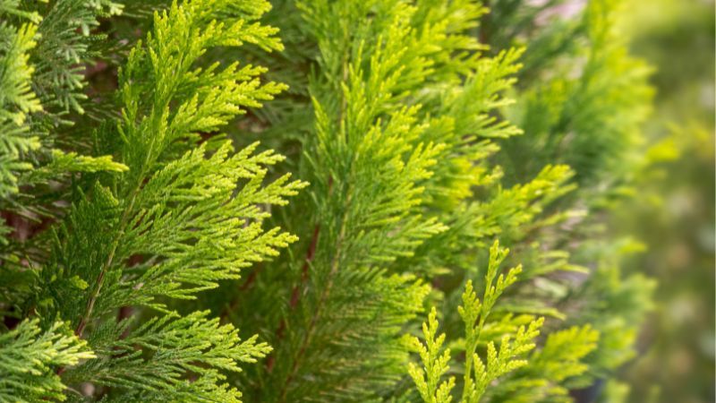 Konifere pflanzen in einfachen Schritten [Anleitung]