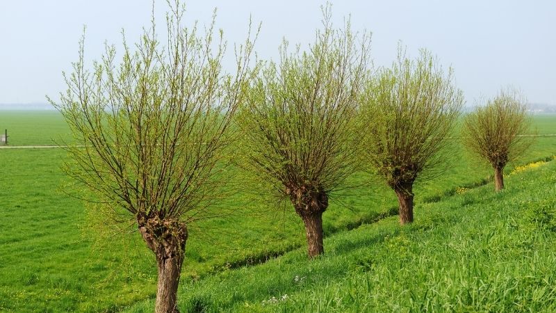 Kopfweide schneiden: Das musst du beachten [Anleitung]
