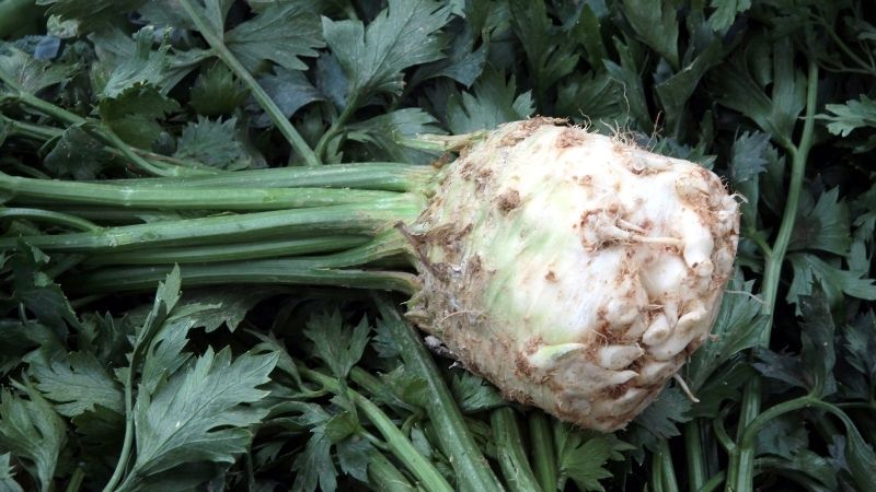 Knollensellerie pflanzen in einfachen Schritten [Anleitung]