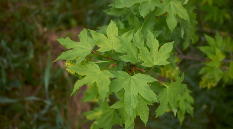 Bergahorn pflanzen: In 8 einfachen Schritten