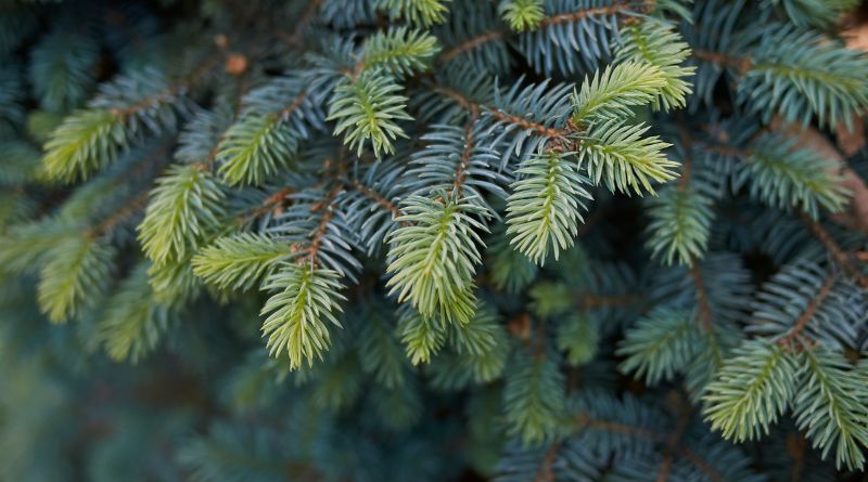 Blautanne pflanzen: In 6 einfachen Schritten