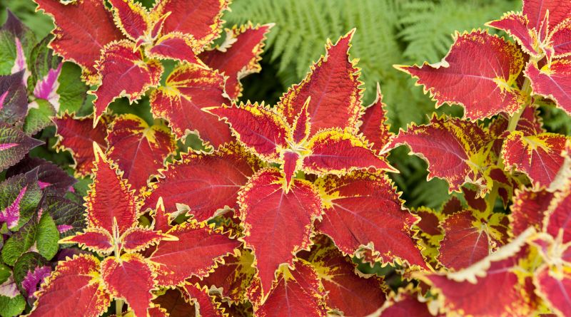 Buntnessel schneiden in 10 einfachen Schritten [Anleitung]