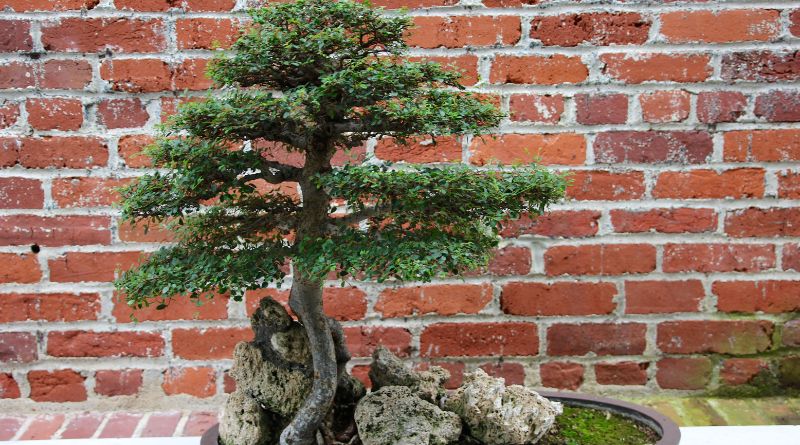 Chinesische Ulme schneiden in 9 einfachen Schritten [Anleitung]