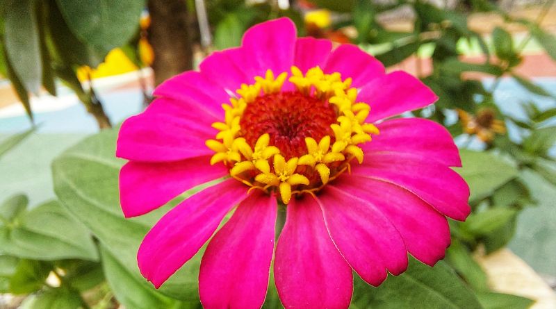 Garten Zinnie pflanzen: In 10 einfachen Schritten