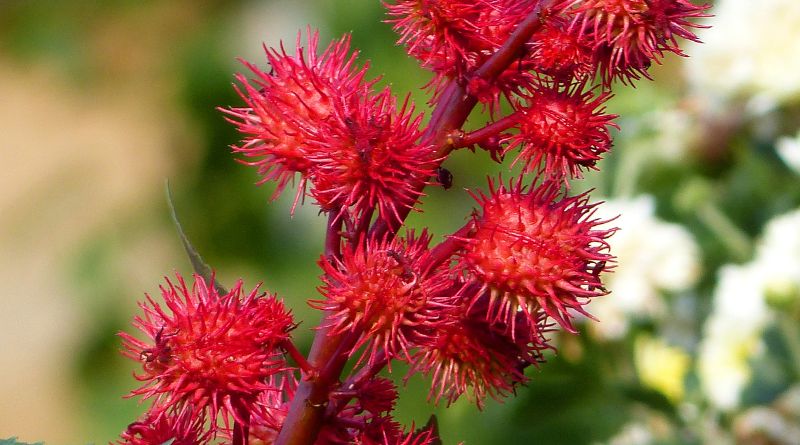 Rizinus Wunderbaum schneiden in 10 einfachen Schritten [Anleitung]