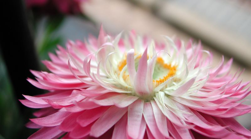 Strohblume düngen und pflegen [Anleitung]