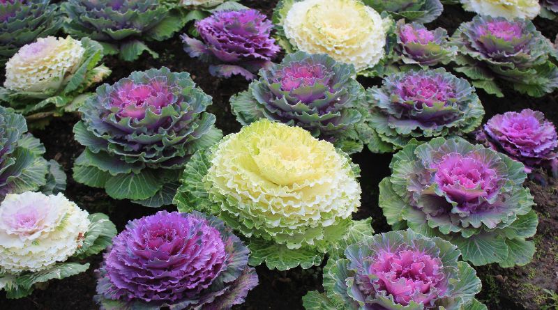 Zierkohl pflanzen: In 8 einfachen Schritten