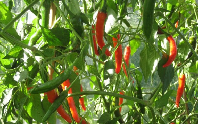 Die schärfsten Chili-Sorten mit Schärfe Skala im Überblick