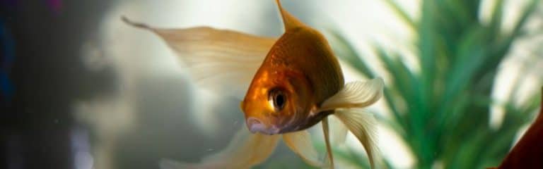 Wie Viel Kosten Goldfische