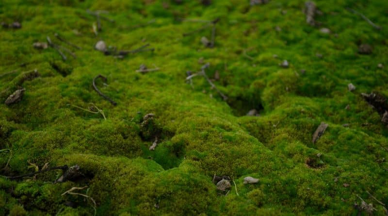 Mähroboter gegen Moos? Helfen Mähroboter gegen Moos?